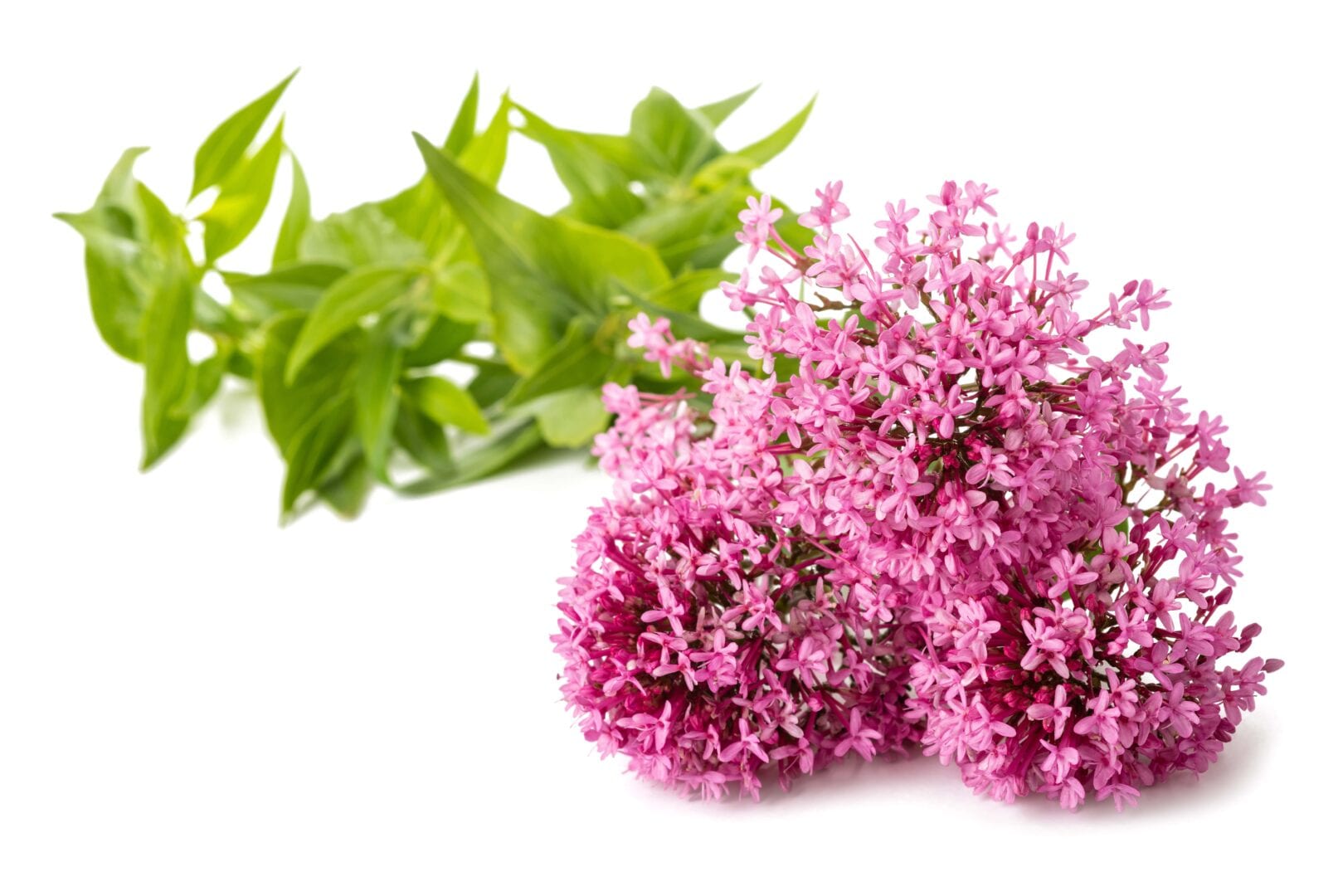 12 Best Bedroom Plants for Better Sleep | Simply Good Sleep